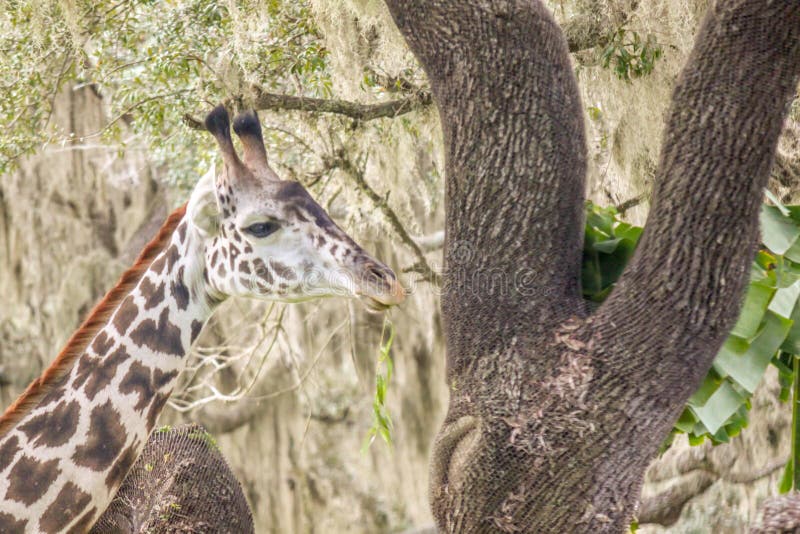 Giraffe Eating from a Tree stock photo. Image of large - 87625206
