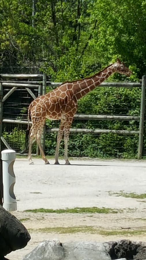 Giraffe stock photo. Image of trees, animal, giraffe - 70675246