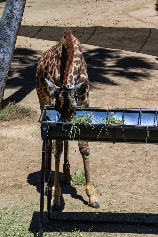 Giraffe Eating Trough Stock Photos - Free & Royalty-Free Stock Photos ...