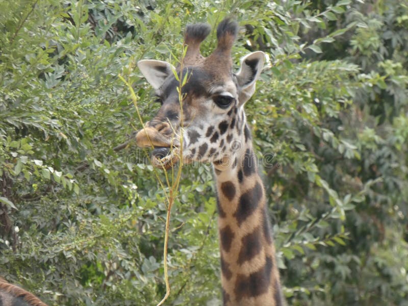Giraffe eating a twig stock photo. Image of eating, twig - 342591858