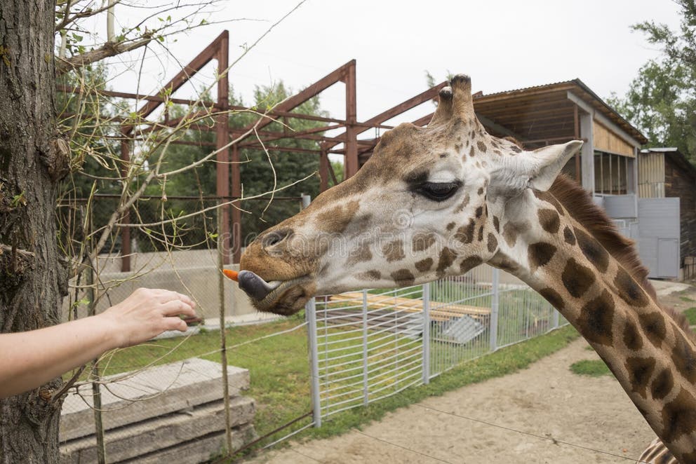 Giraffe Eats Carrots with Hands Stock Photo - Image of giraffe ...