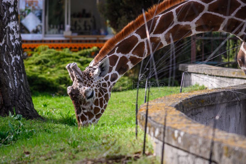 Giraffe Eats Grass in the Park Stock Image - Image of park, wildlife ...