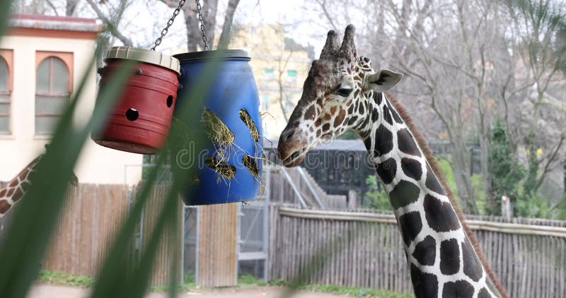 Giraffe Eats from Hanging Container at Zoo Stock Footage - Video of ...