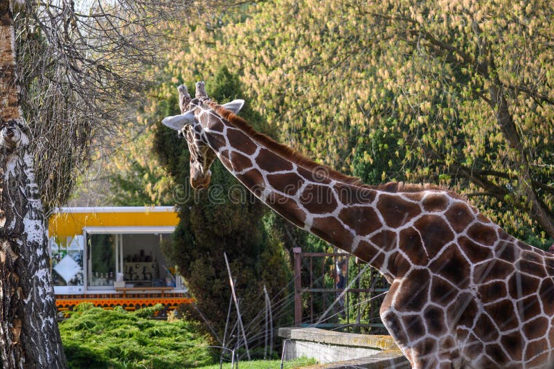 Giraffe Eats Leaves from Trees Stock Photo - Image of savanna, tiger ...