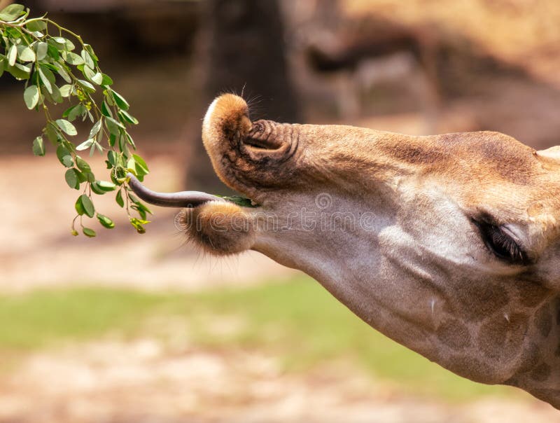 A Giraffe Eats Tree Branches at the Zoo Stock Image - Image of wild ...