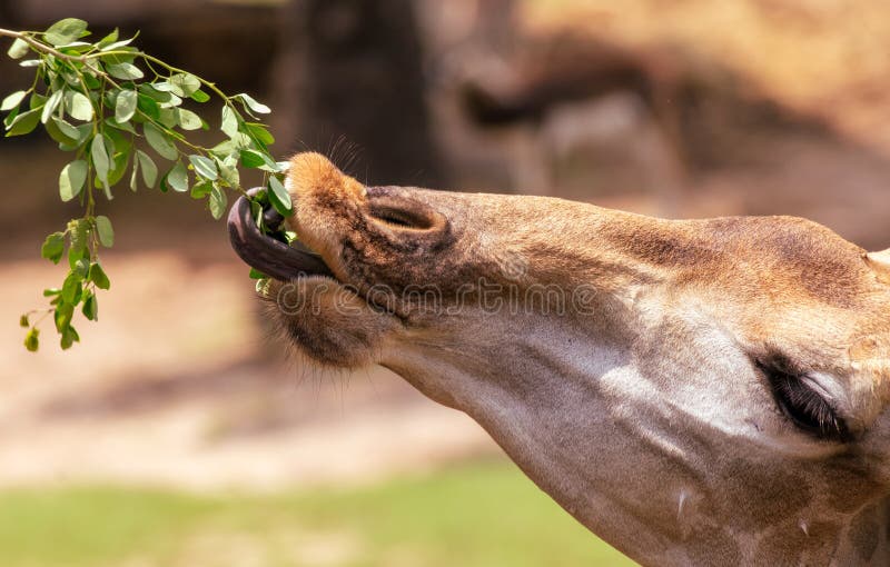 A Giraffe Eats Tree Branches at the Zoo Stock Image - Image of africa ...
