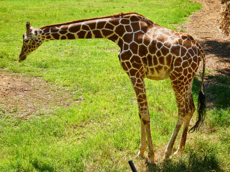 Giraffe Eats in the Zoo of China Stock Photo - Image of green, grass ...
