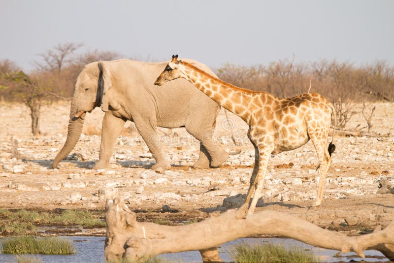 Giraffe And Elephant Animal Elephant Giraffe Monkey Jungle Safari