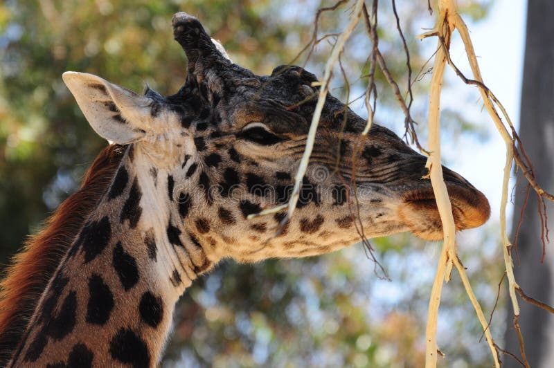 Giraffe Enjoying a Cocktail by the Pool Stock Photo - Image of tall ...