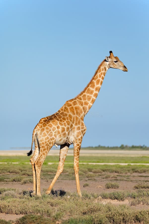 Giraffe on Etosha Plains - Namibia Stock Photo - Image of safari ...