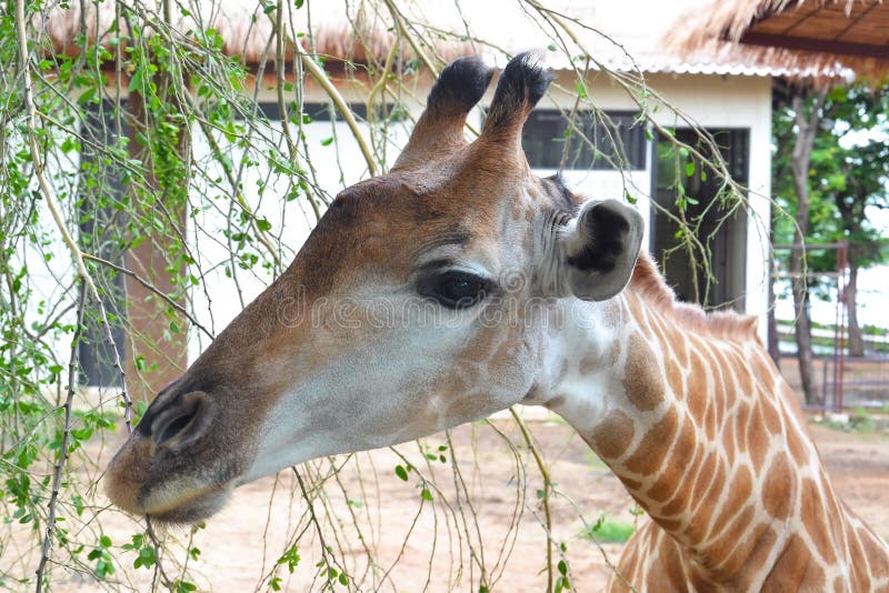 Giraffe face stock photo. Image of neck, face, young - 183529170