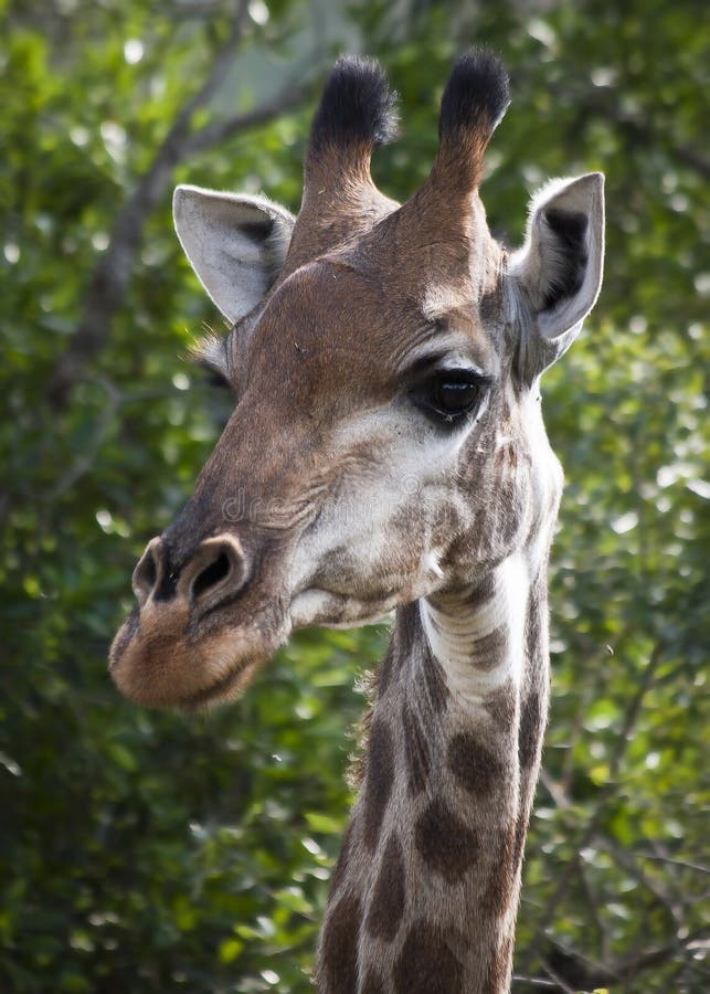 Giraffe Face Close-up stock photo. Image of face, close - 19897738