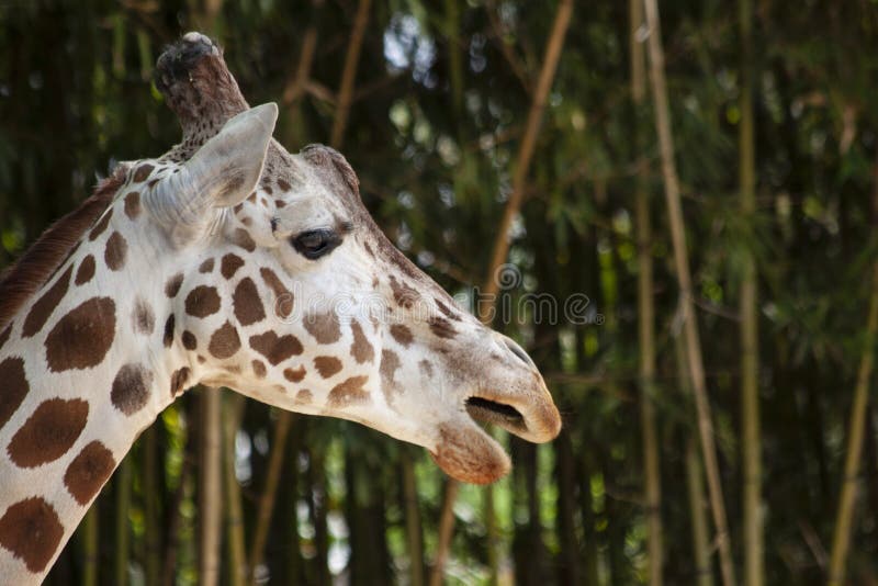 Giraffe Face in Close Up Profile Viewpoint Stock Photo - Image of ...