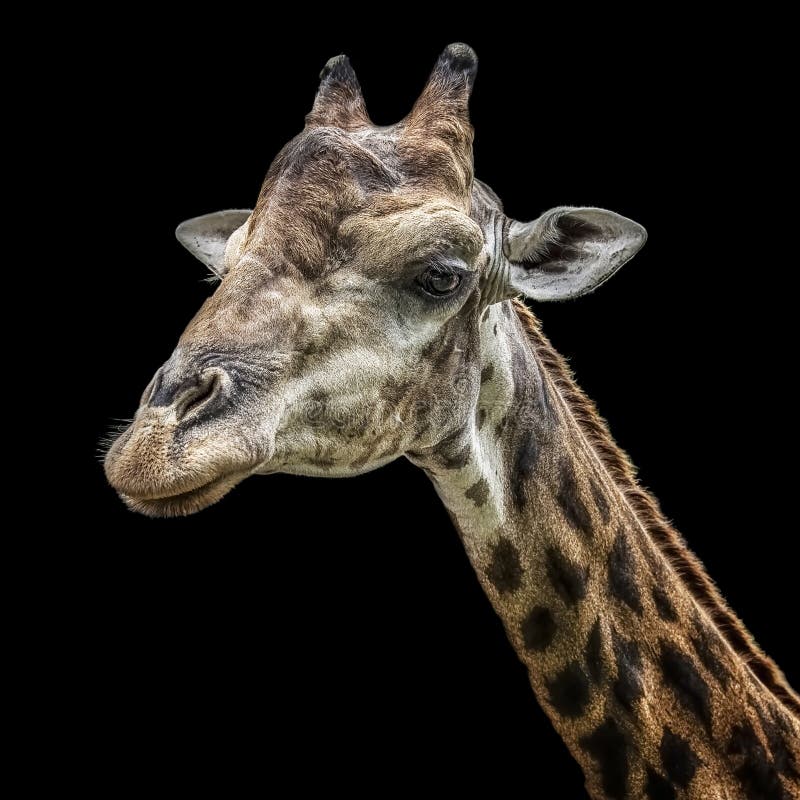 Giraffe face portrait stock photo. Image of beautiful - 219675096