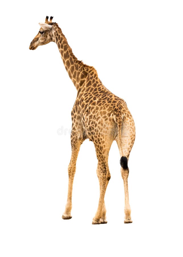 Giraffe Facing Forward Extracted Stock Image - Image of animal ...