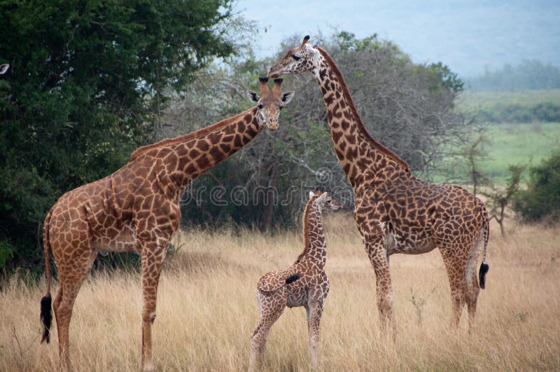 Mother Father Baby Giraffe Stock Photos - Free & Royalty-Free Stock ...