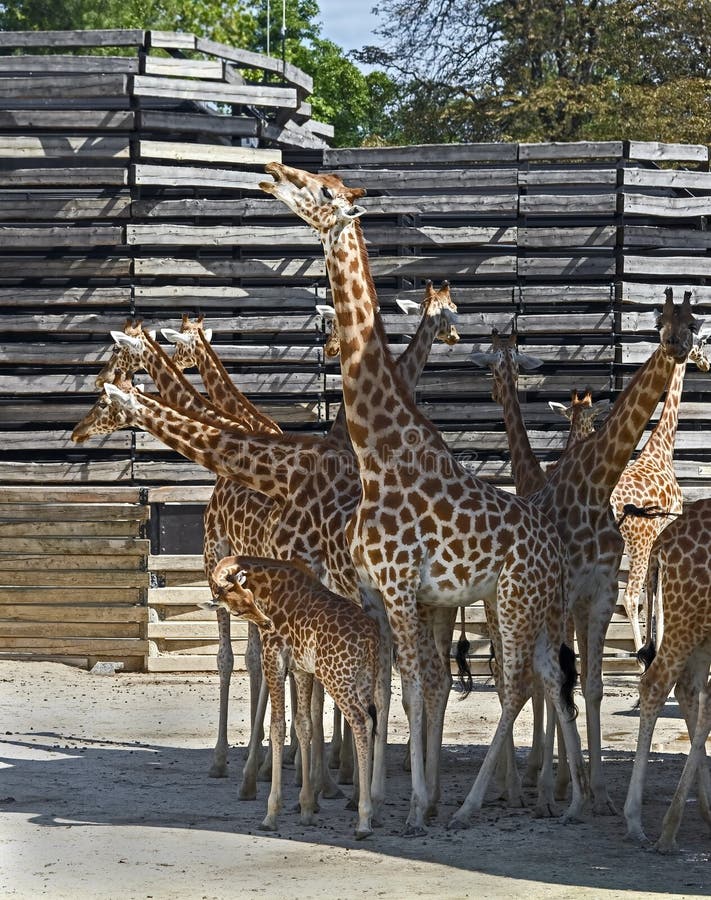 Giraffe family 1 stock photo. Image of careful, graceful - 62788724
