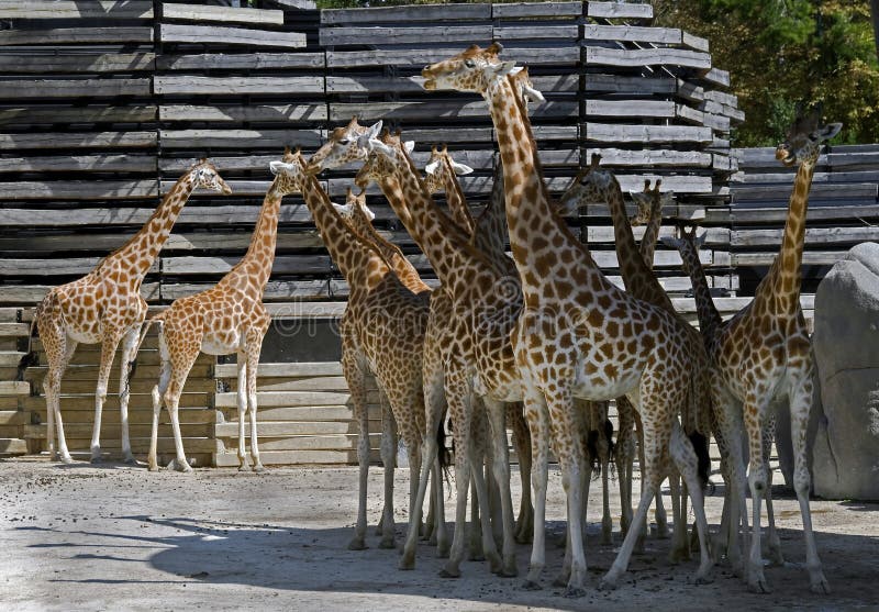 Giraffe family 3 stock photo. Image of view, wildlife - 64407146