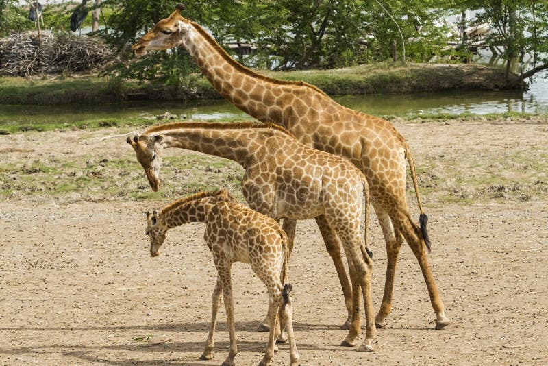 Giraffe family stock image. Image of neck, mammal, horn - 37425071