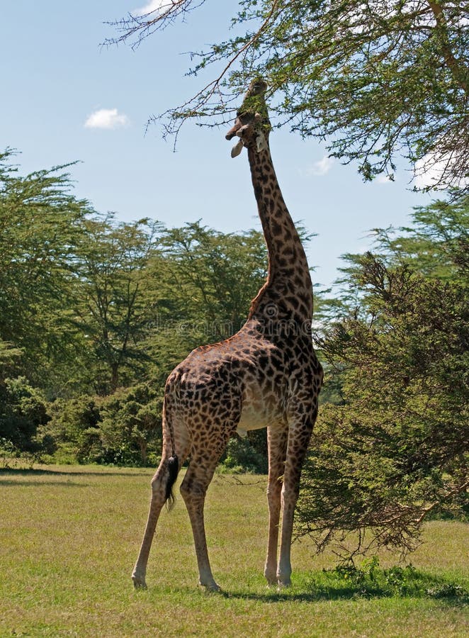 Giraffe feeding stock image. Image of chew, determined - 20256689