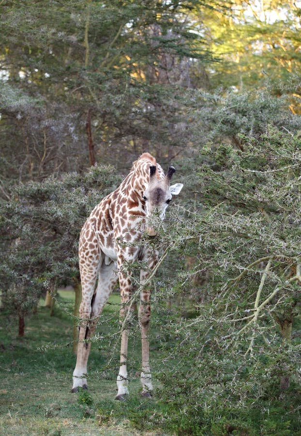 Giraffe Feeding the Acacia Tree Stock Photo - Image of feeding, acacia ...