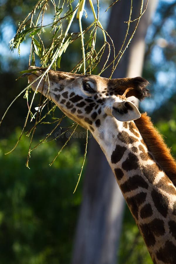 Giraffe Feeding on Branches Stock Image - Image of animal, nature: 17022353