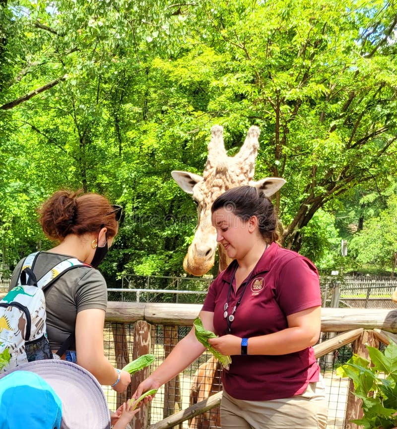 Giraffe Feeding in Memphis Zoo Editorial Photography - Image of feeding ...