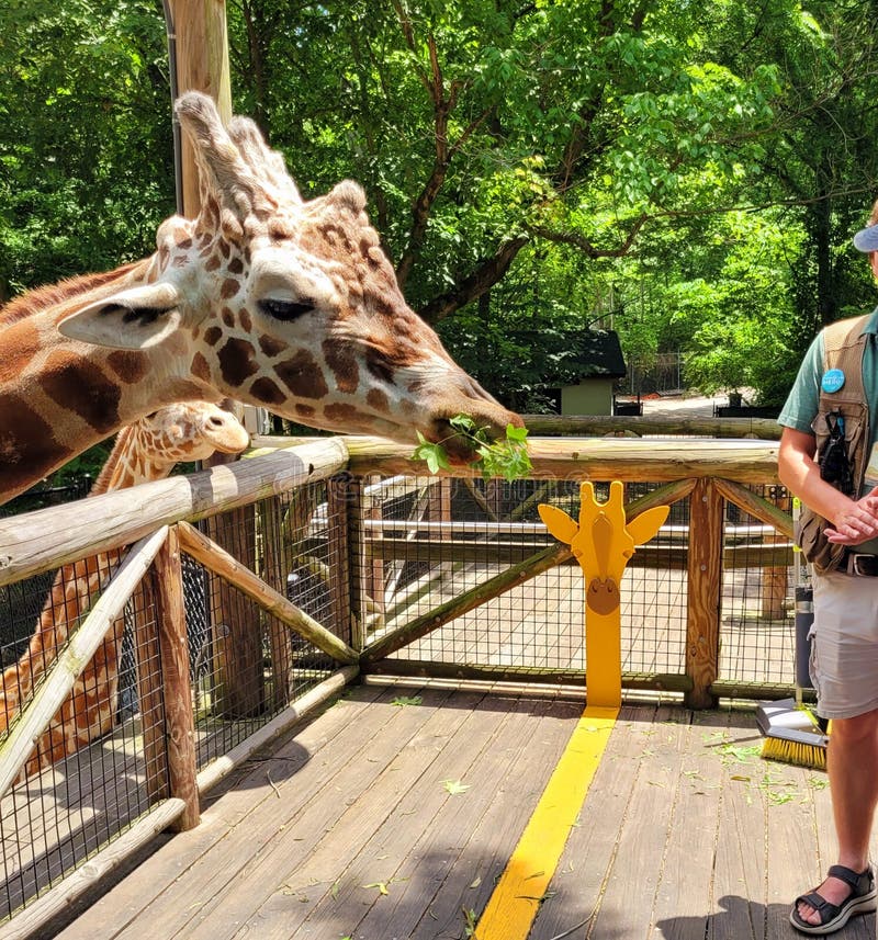 Giraffe Feeding in Memphis Zoo Editorial Stock Photo - Image of savanna ...