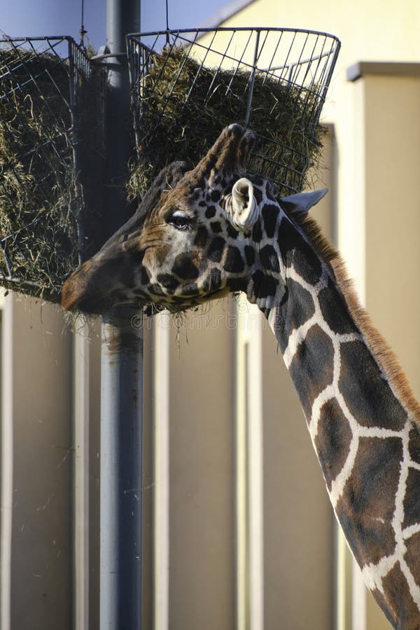 Giraffe Feeds on Green Grass from Feeder Stock Image - Image of ...