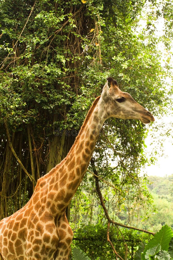 Giraffe in a forest stock image. Image of herbivorous - 3545375