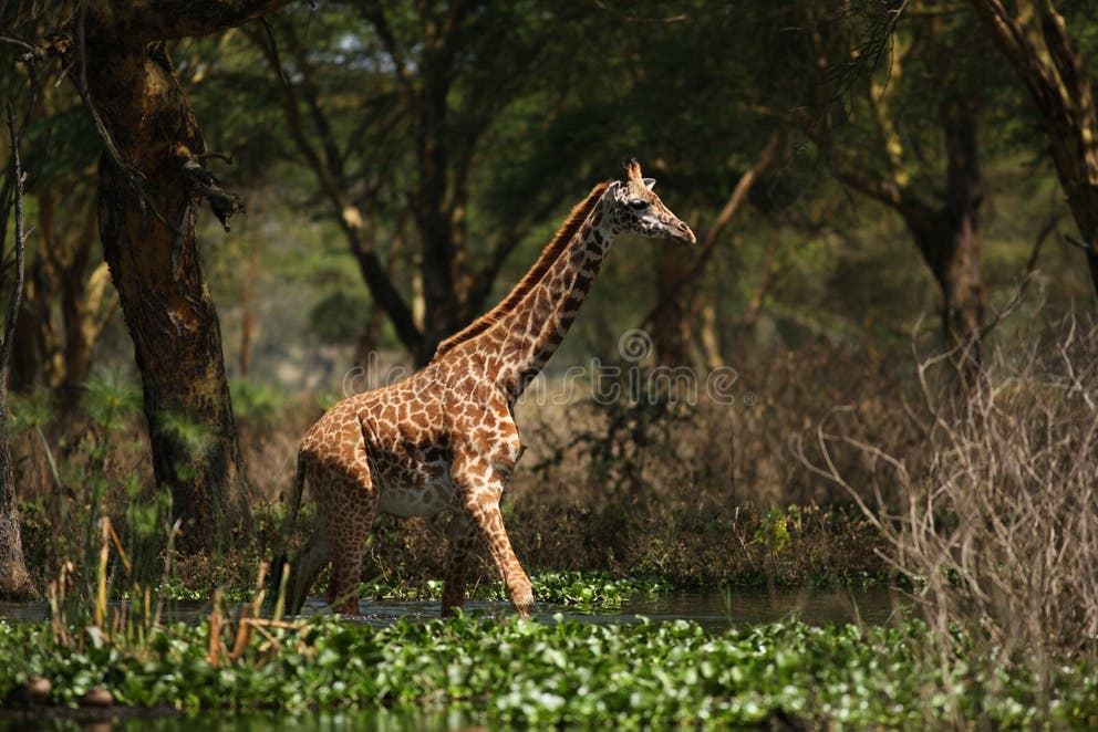 Giraffe stock photo. Image of savannah, lake, woodland - 92246752