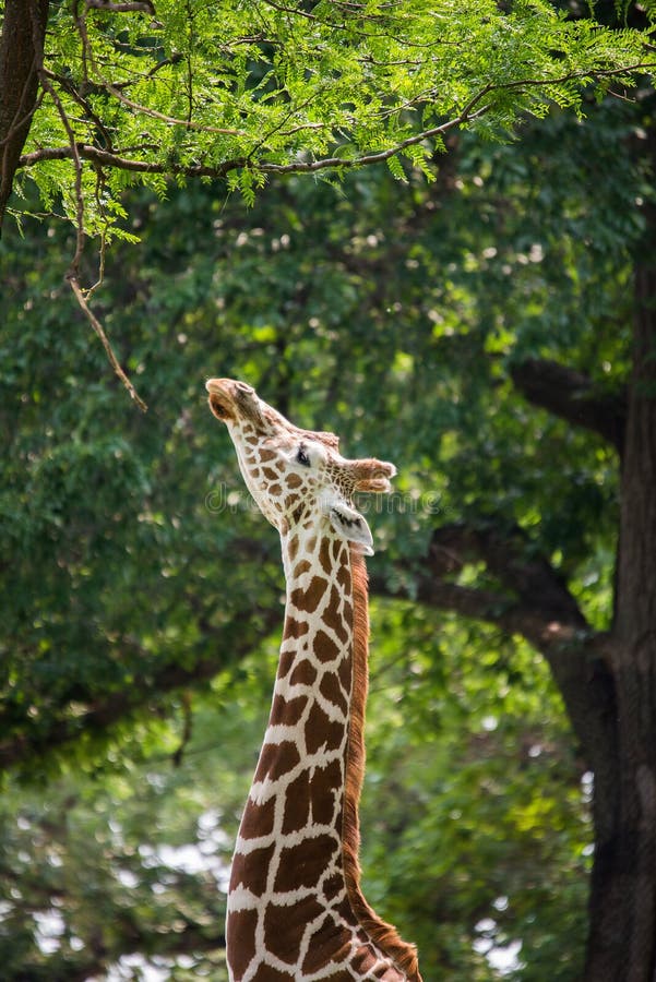 Giraffe in forest stock image. Image of mammal, outdoor - 98513891