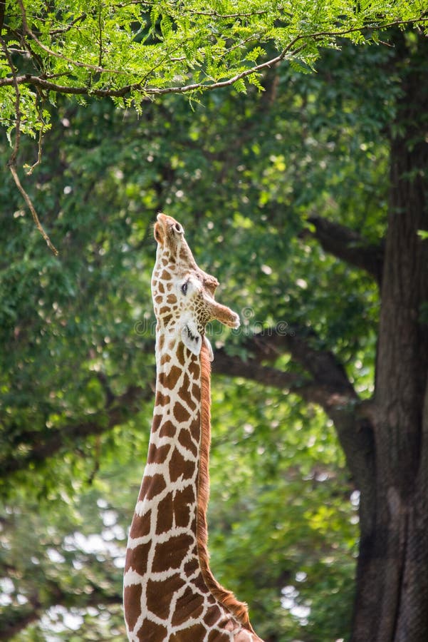 Giraffe in forest stock photo. Image of habitat, mammal - 95856754