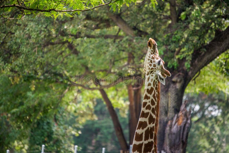 Giraffe in forest stock photo. Image of green, enviornment - 96472400
