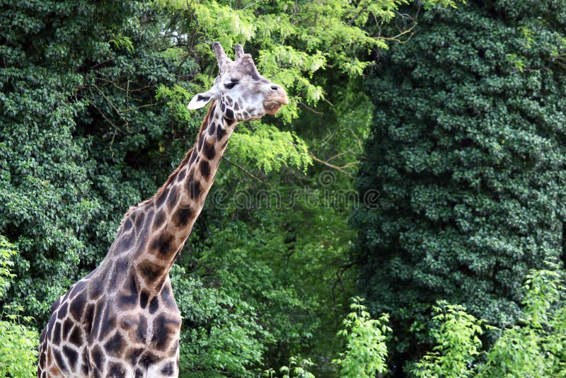 Giraffe in forest wildlife stock photo. Image of park - 45034934