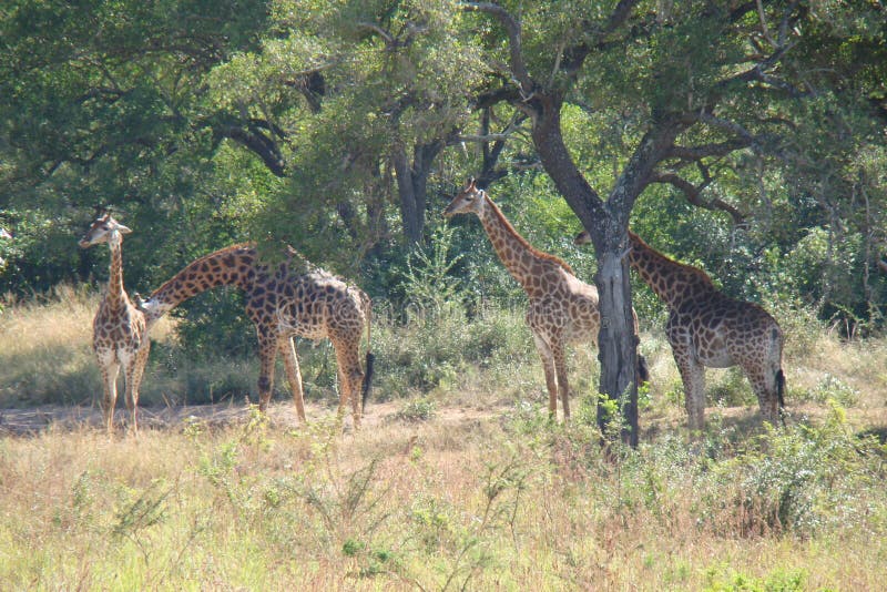 Giraffe stock photo. Image of front, giraffe, four, left - 72869618