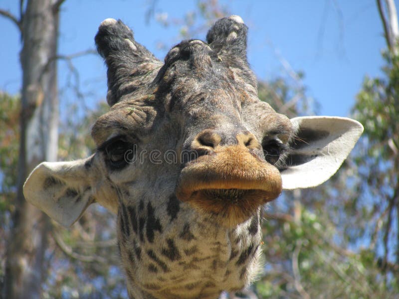 Giraffe front stock photo. Image of savanna, wildlife - 10668150