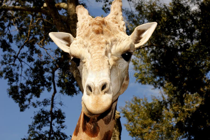 636 Front View Giraffe Stock Photos - Free & Royalty-Free Stock Photos ...