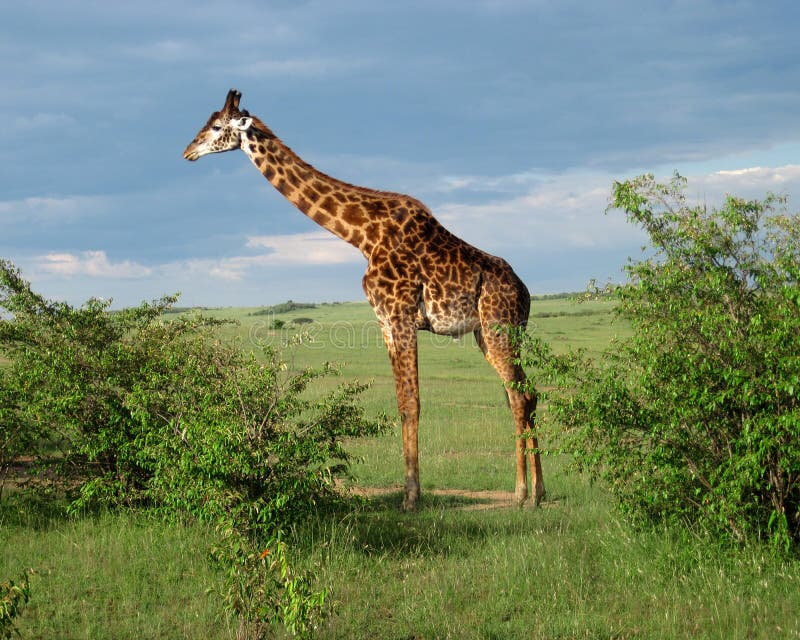 Giraffe Full Body Profile