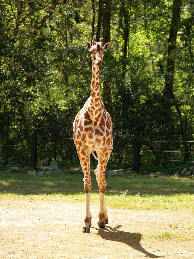 Giraffe full body stock image. Image of vegetation, giraffe - 43777417