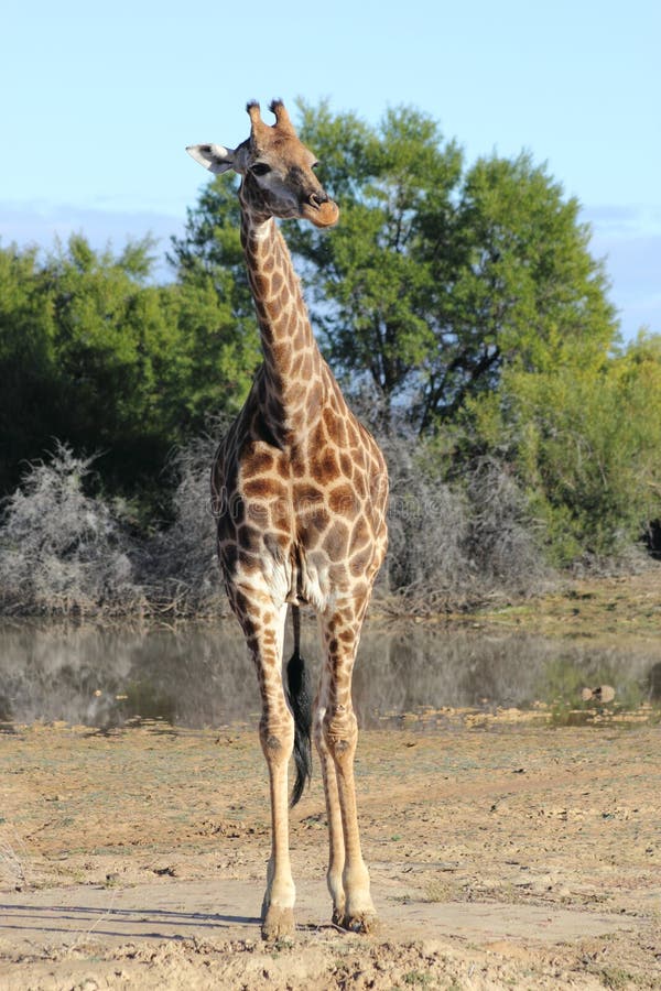 Giraffe full body stock image. Image of vegetation, giraffe - 43777417
