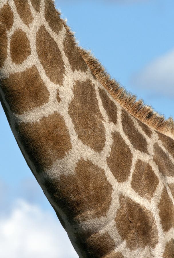 Giraffe (Giraffa Camelopardalis) Stock Image - Image of wild, animal ...