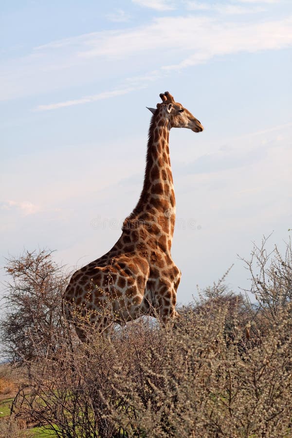 Giraffe (Giraffa Camelopardalis) Stock Image - Image of camelopardalis ...