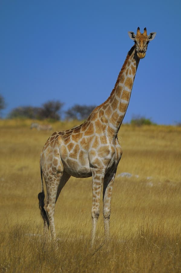 Giraffe (Giraffa Camelopardalis) Stock Image - Image of safari, mammal ...