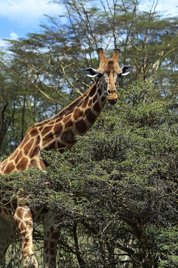 Giraffe stock photo. Image of dangerous, herbivores, herbivorous - 39090882