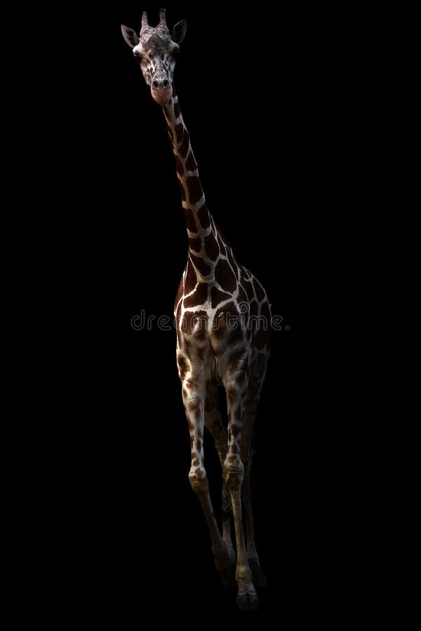 Giraffe Standing in the Dark Stock Image - Image of herbivore, portrait ...