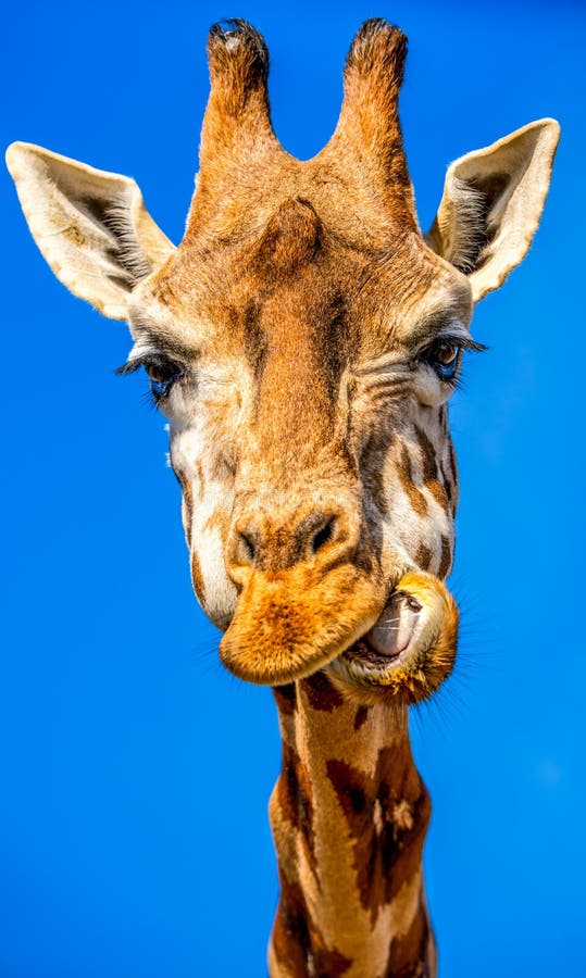 African Giraffe Twisting Stock Photos - Free & Royalty-Free Stock ...