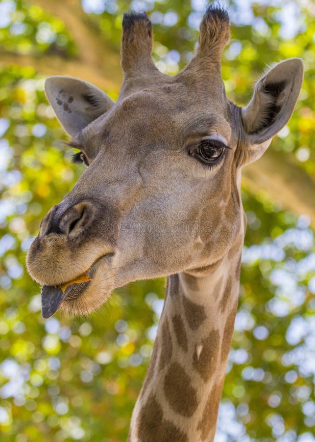 Giraffe Giraffa in Front of Trees Stock Photo - Image of animal ...