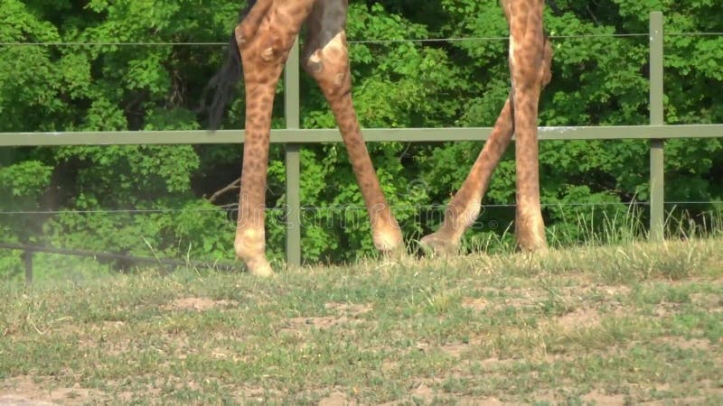 Giraffe (Giraffa) Walking at a Zoo Stock Footage - Video of large ...