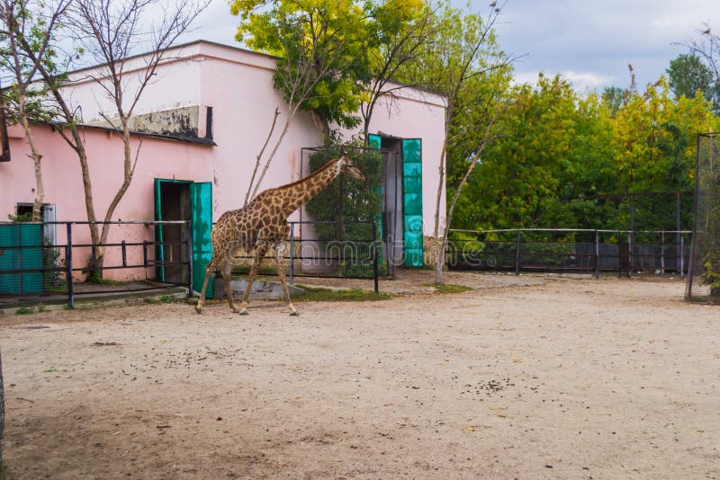 Giraffe stock photo. Image of home, garden, architecture - 129052906